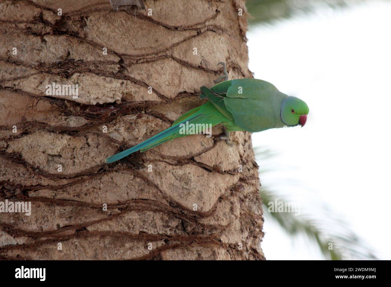 Lanzarote parakeet hi-res stock photography and images - Alamy