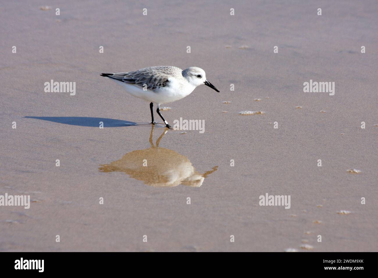 Sanderling wading birds forage on the seashore at Matagorda Lanzarote ...