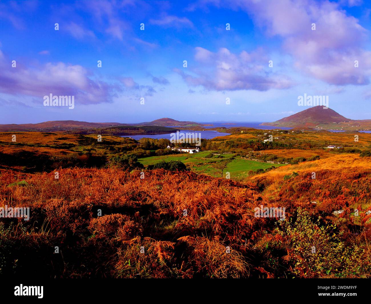Autumn heather Connemara National park looking towards Tully Mountain ...