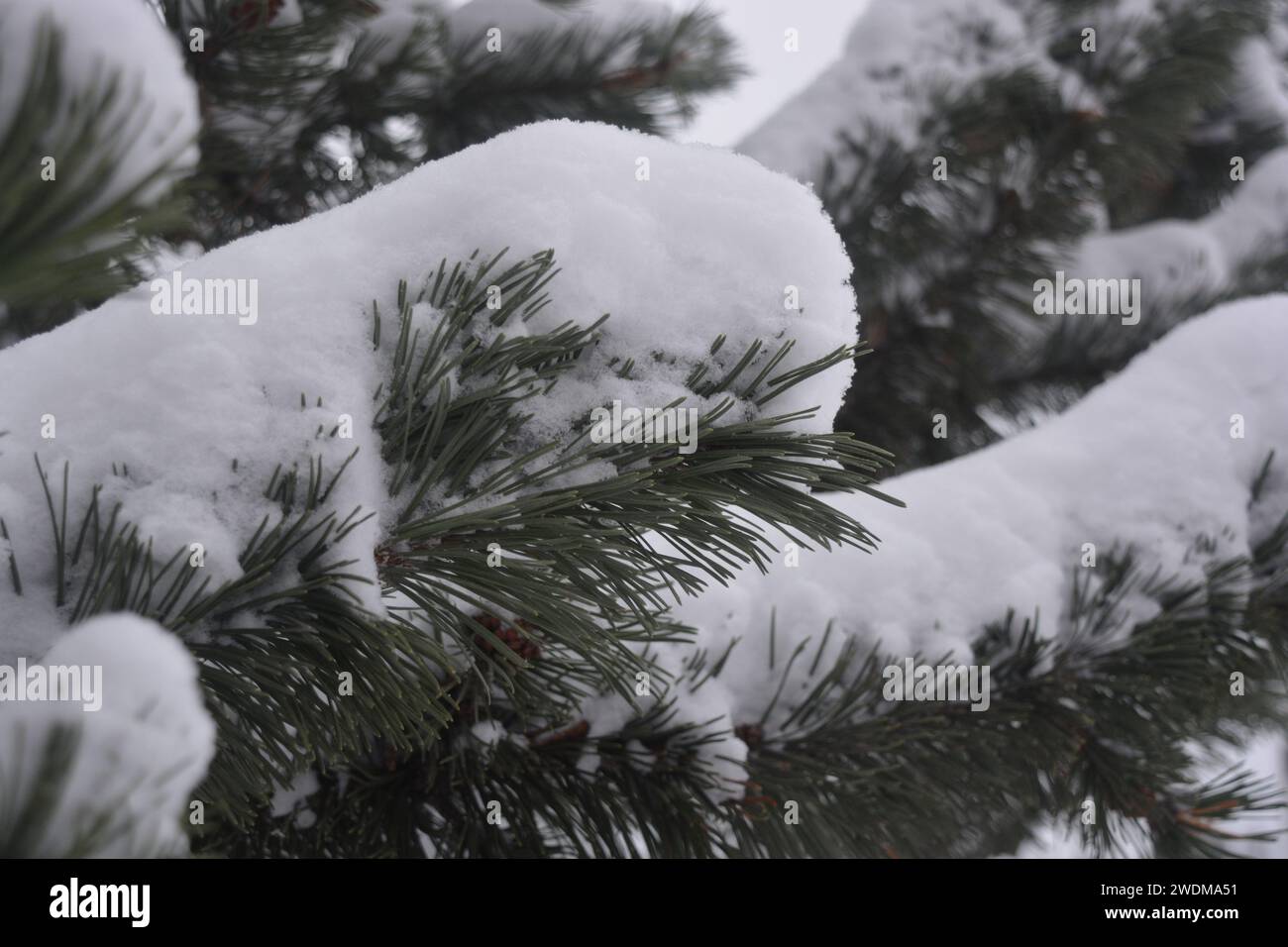 Green fluffy Christmas tree, beautiful branches of a lush Christmas ...
