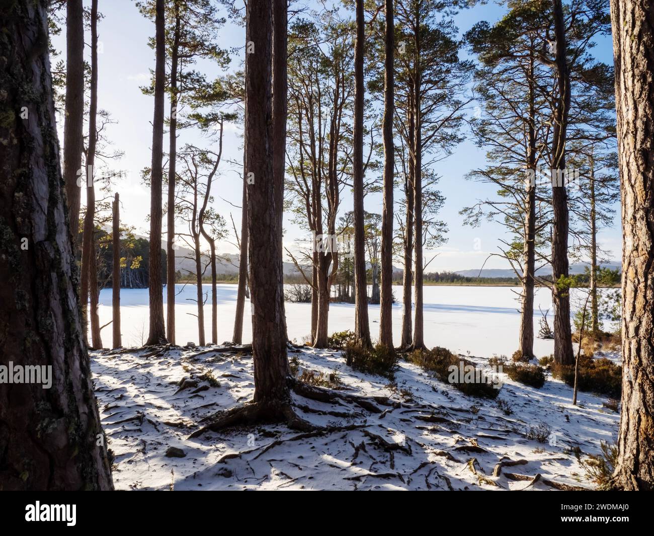 Snow laying on ice on a frozen Loch Mallachie in the Cairngorms ...