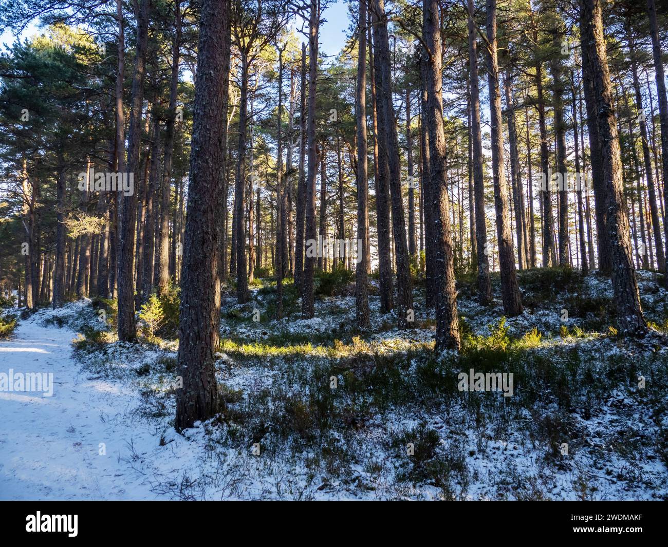 Scots Pines in the Caledonian pine forest at Loch Garten in the ...