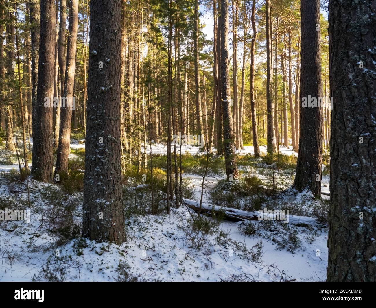 Scots Pines in the Caledonian pine forest at Loch Garten in the ...