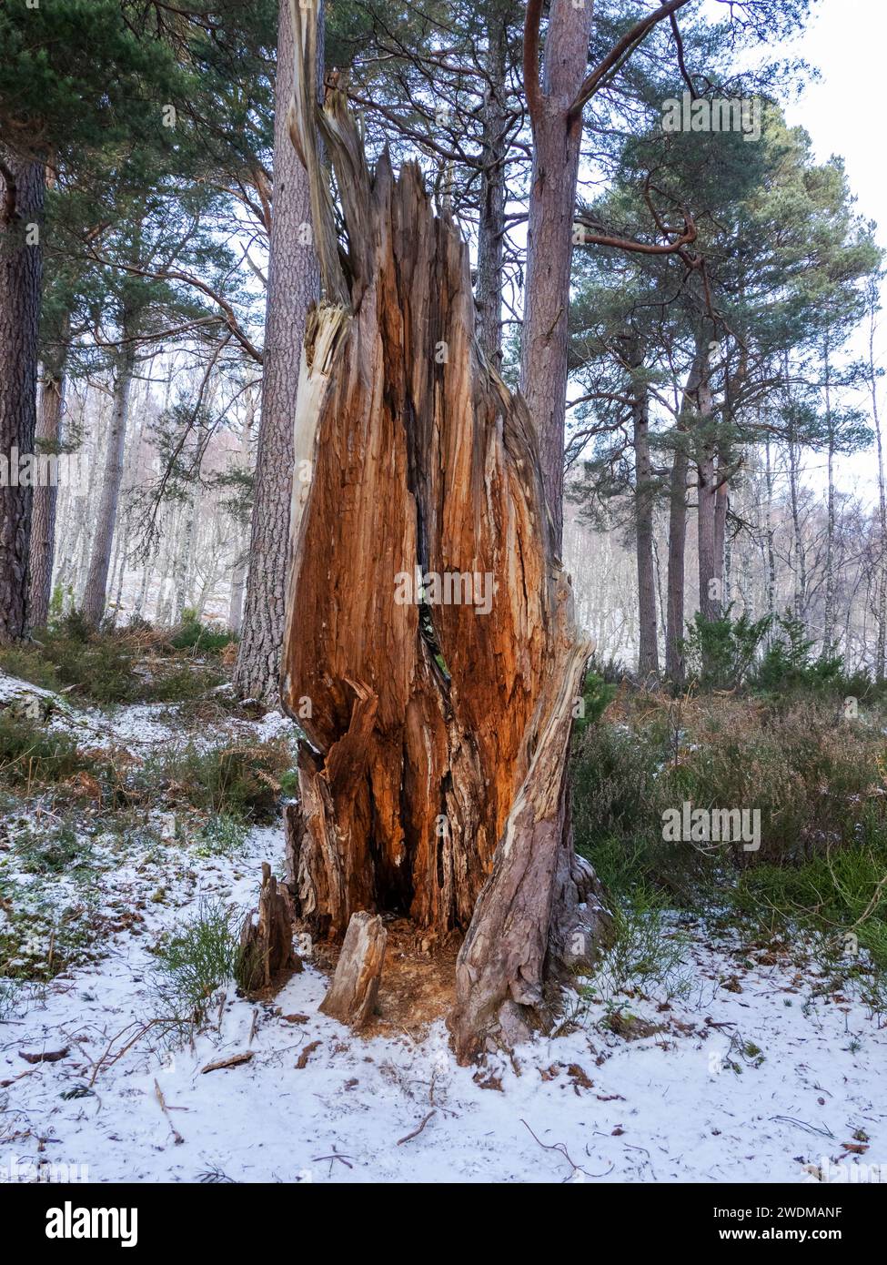 Dead caledonian pine hi-res stock photography and images - Alamy