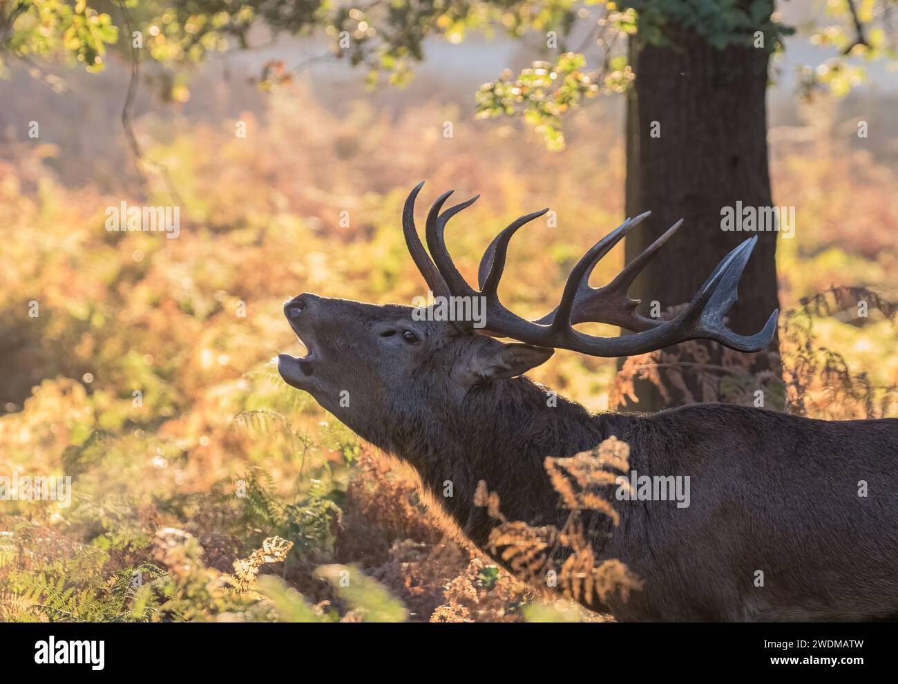 Royal stag red deer 12 hi-res stock photography and images - Alamy
