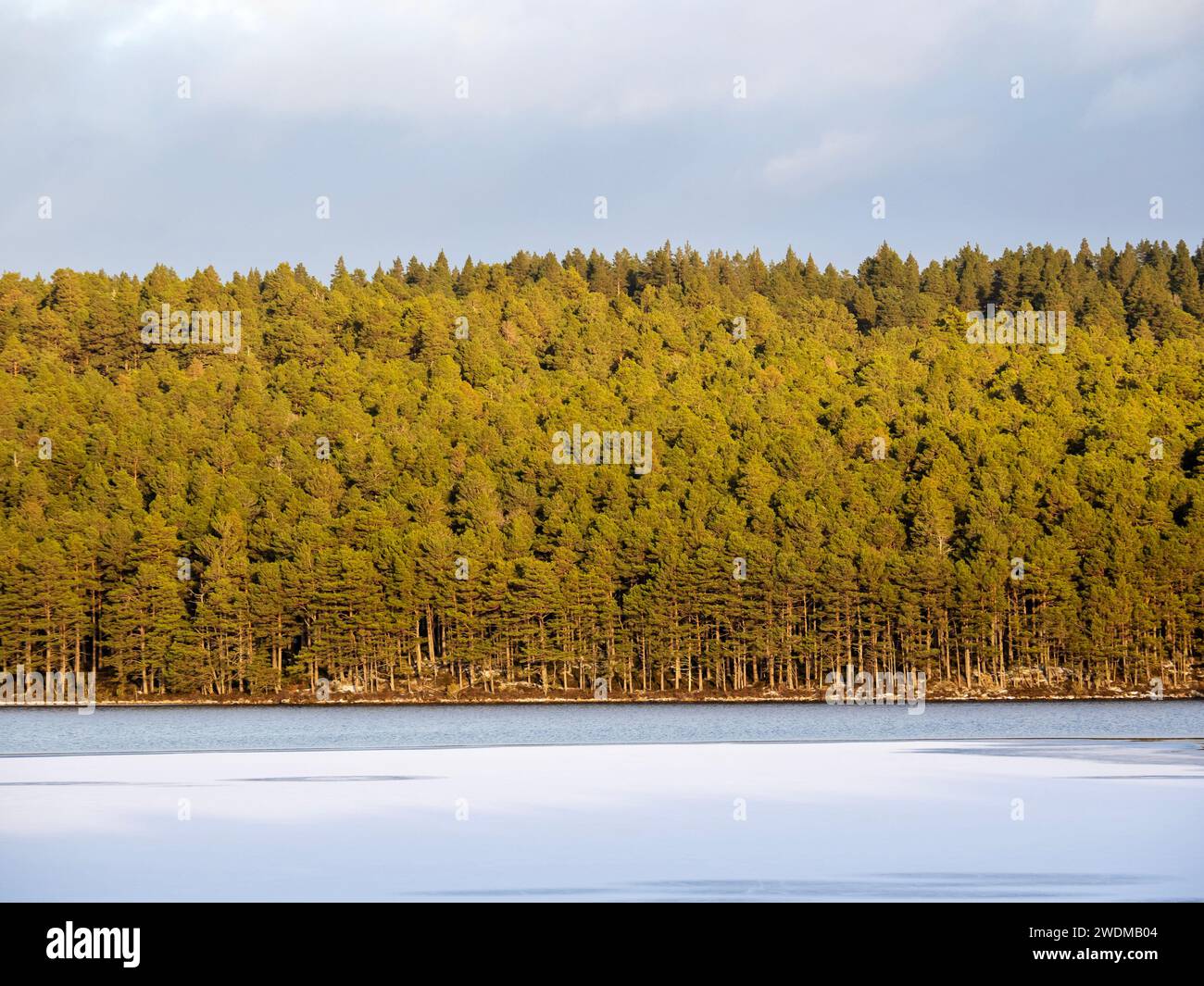 Scots Pine, part of the Caledonian pine forest surrounding Loch an ...