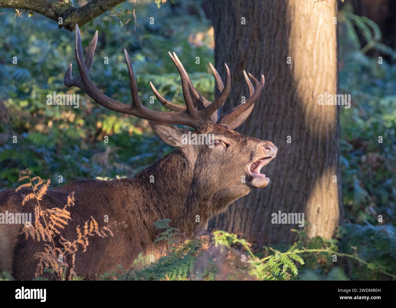Red deer stag mating hi-res stock photography and images - Alamy
