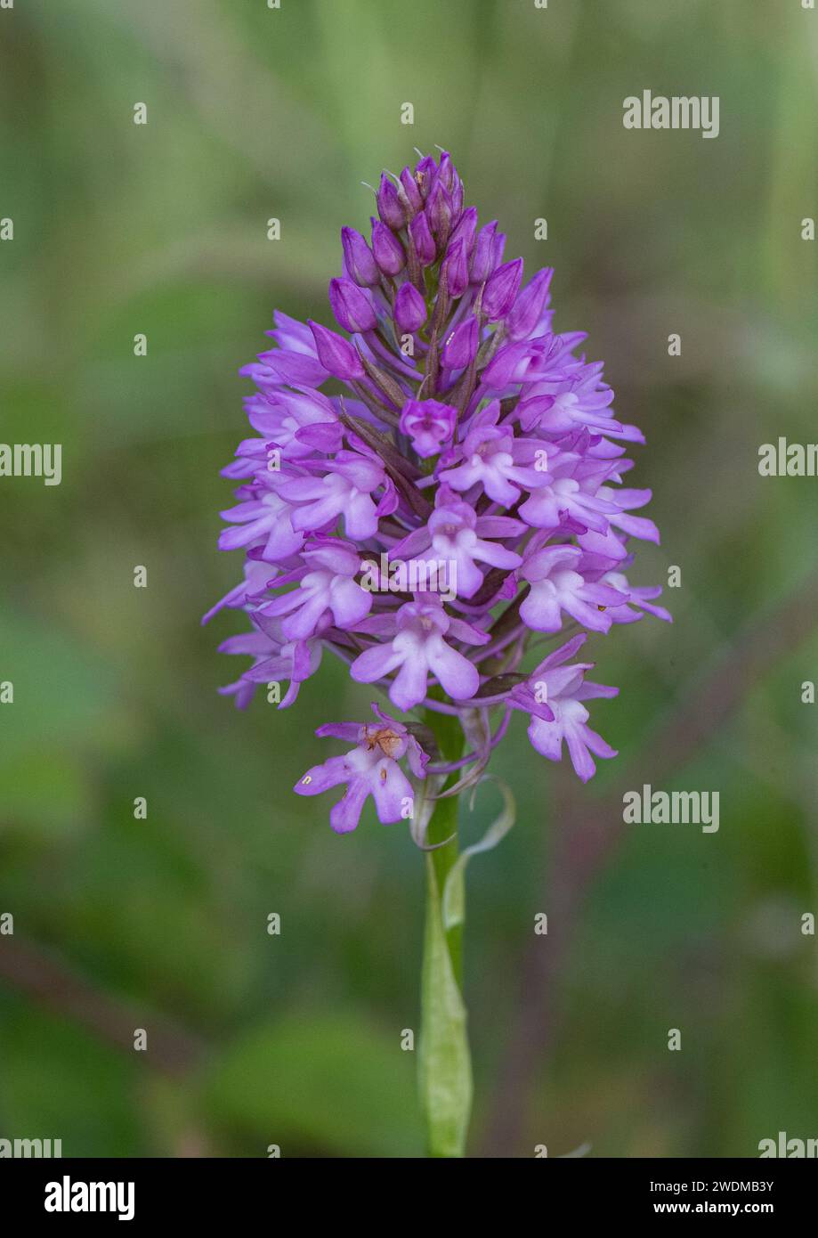 A single Pyramidal Orchid- Anacamptis pyramidalis, Bright pink pyramid ...