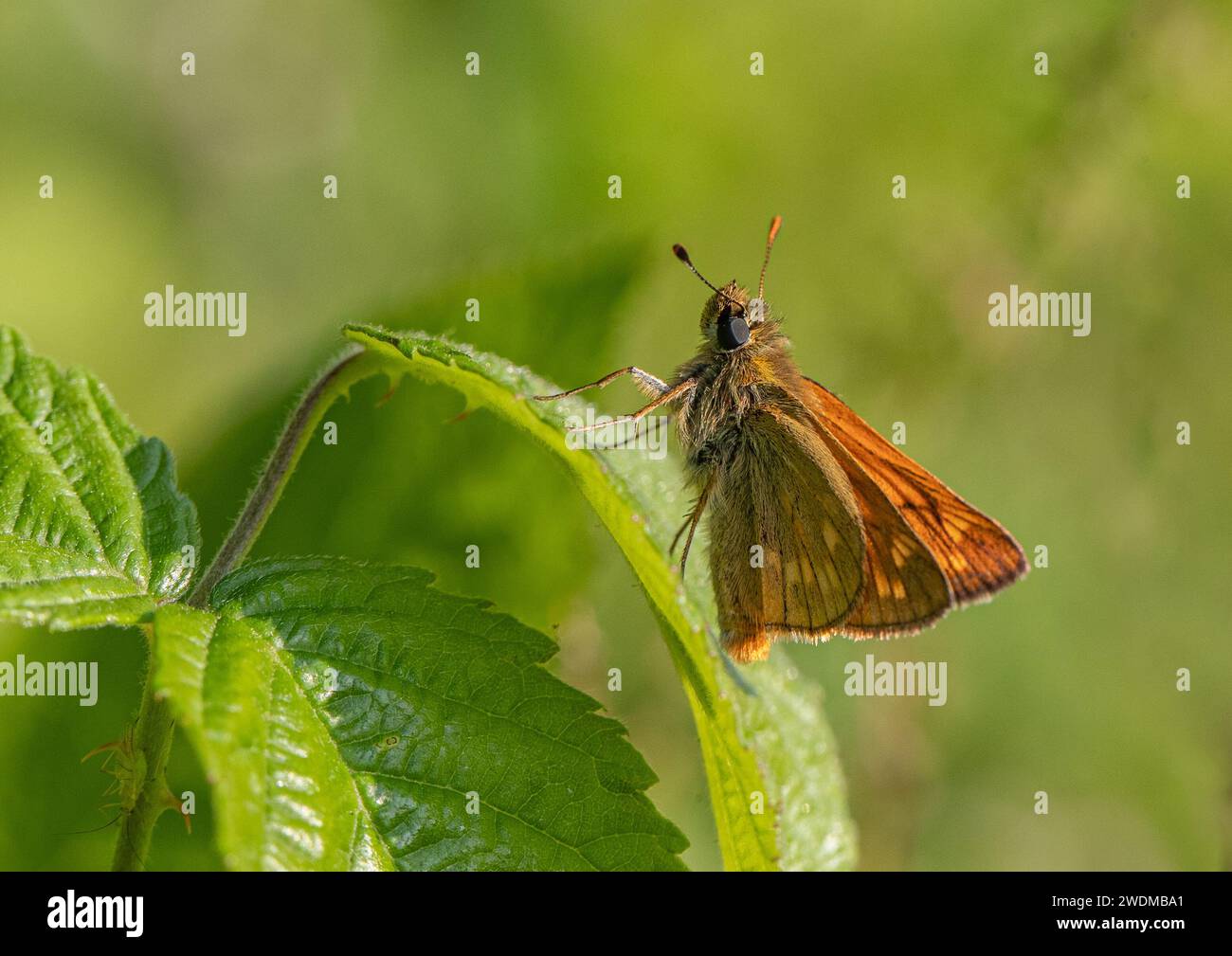 A detailed shot of a Large Skipper Butterfly , settled on a leaf. Side ...