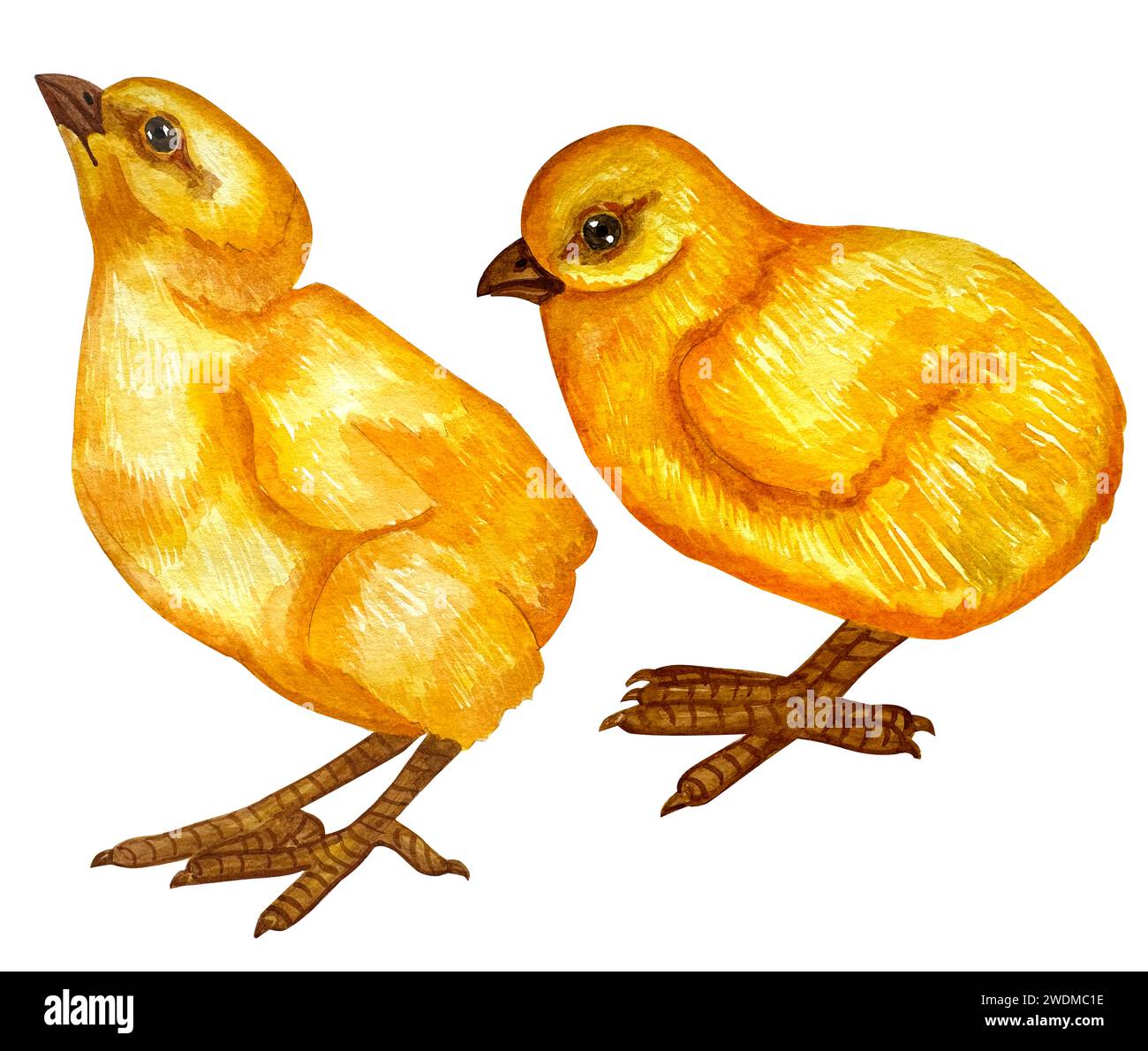 Watercolor chick hand drawn illustration set. Small yellow newborn baby ...