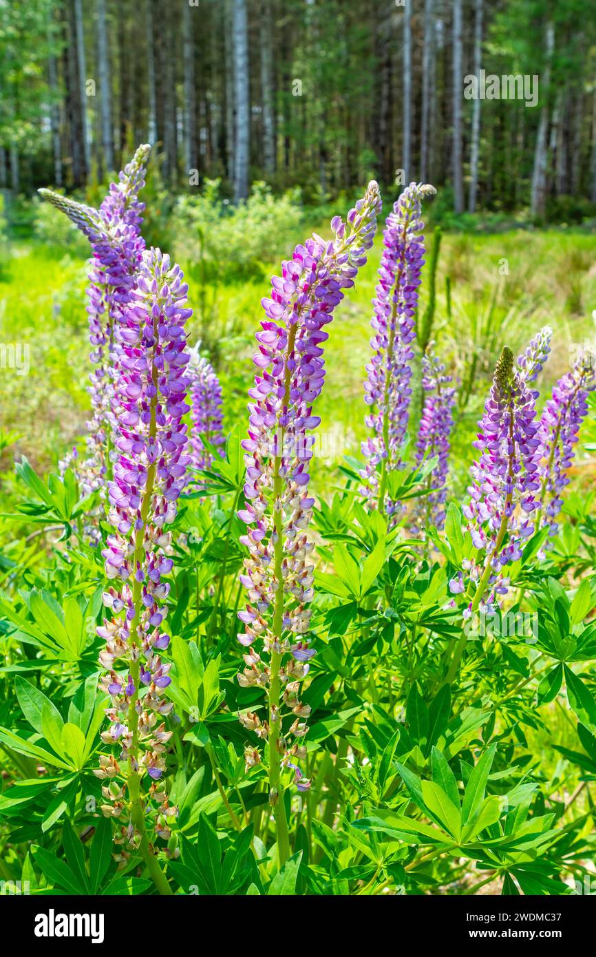 Tall purple flowers of the heirloom perennial Russell Lupine (Lupinus ...