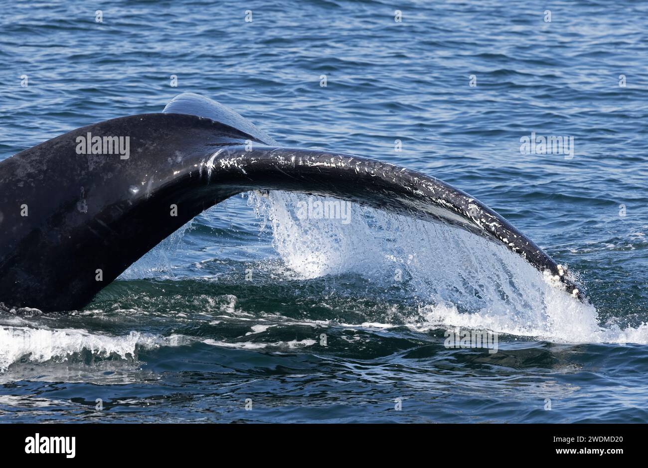 Whale tail fluke hi-res stock photography and images - Alamy
