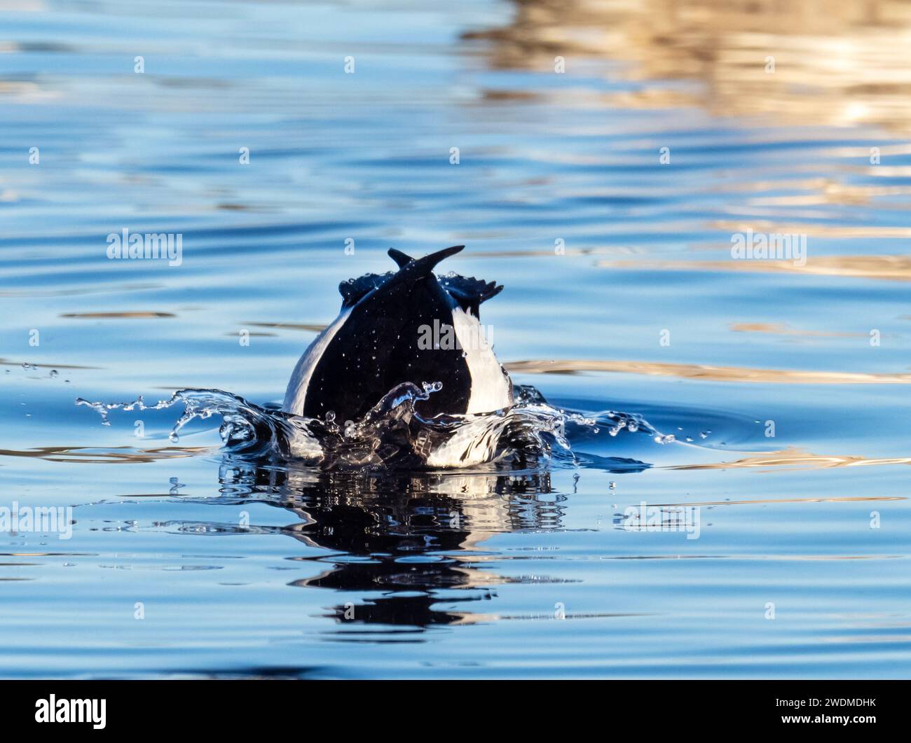 A male Common Goldeneye, Bucephala clangula diving on Broadwood Loch ...