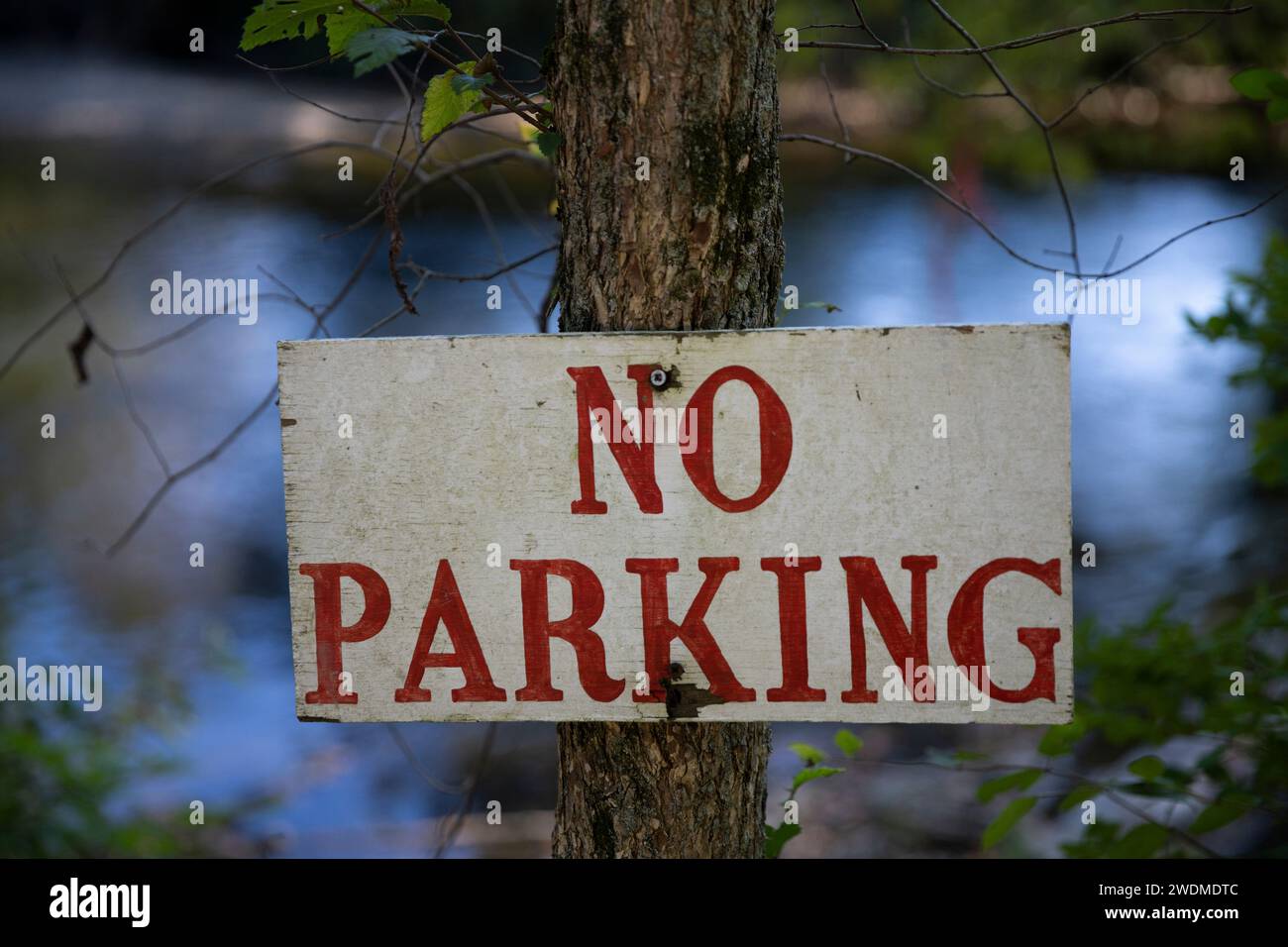 No parking sign with red lettering on small diameter tree in front of ...