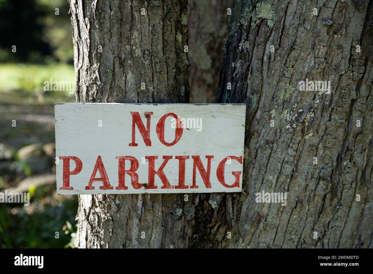 No parking sign with red lettering on large diameter tree in rural area ...