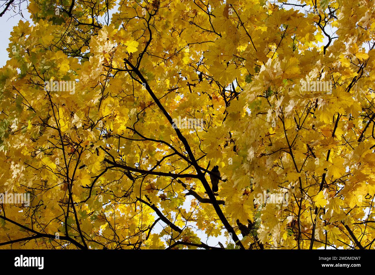 Autumn colours of sycamores and lime trees in Giardini Indro Montanelli ...