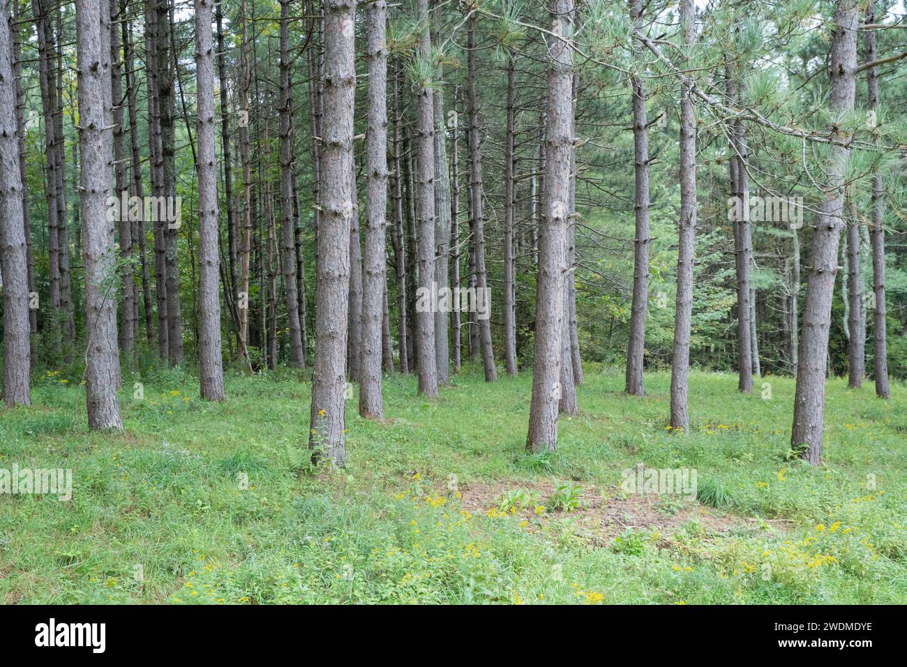 Conifer forest view with green grass in rural upstate New York at the ...