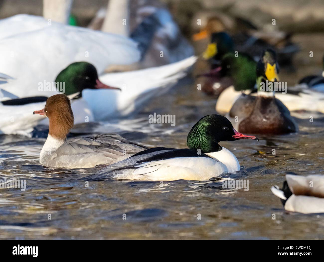 Male and femaleGoosander, Mergus merganser with Mallard and Mute Swan ...