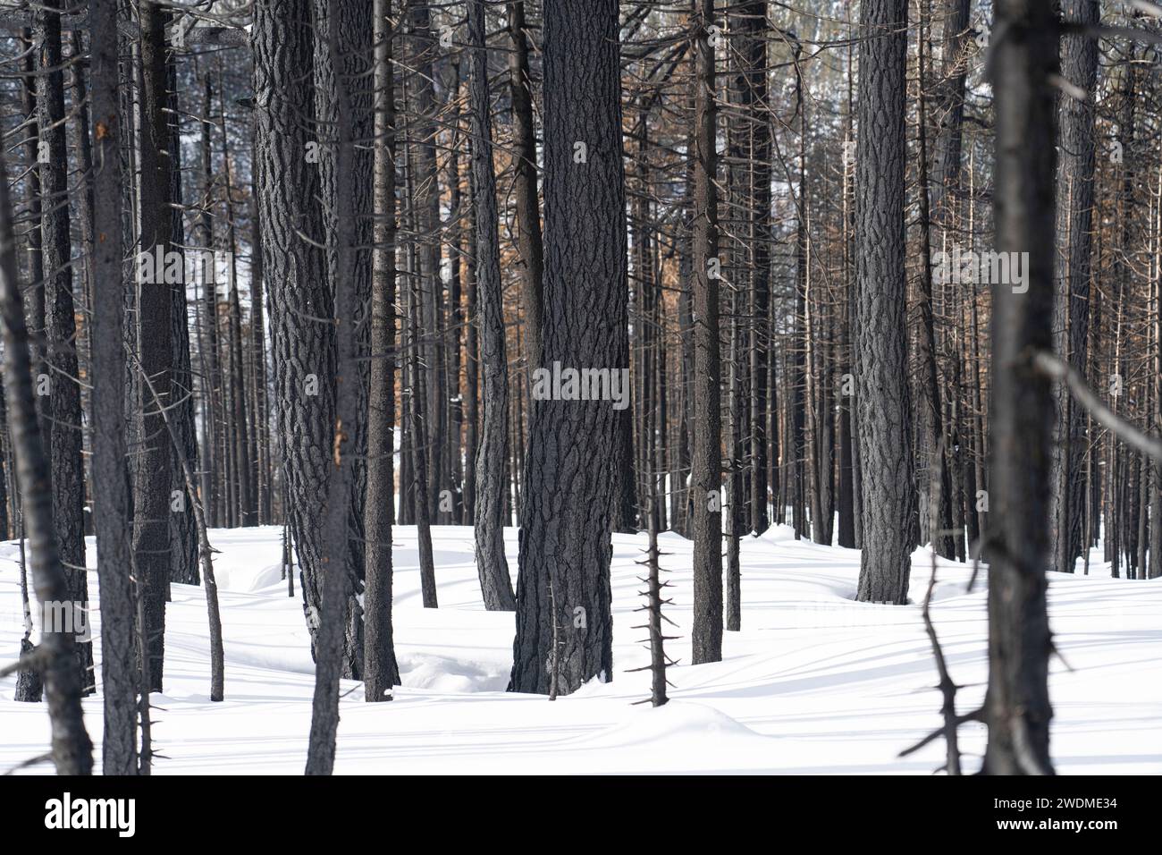Nevada fire protection hi-res stock photography and images - Alamy
