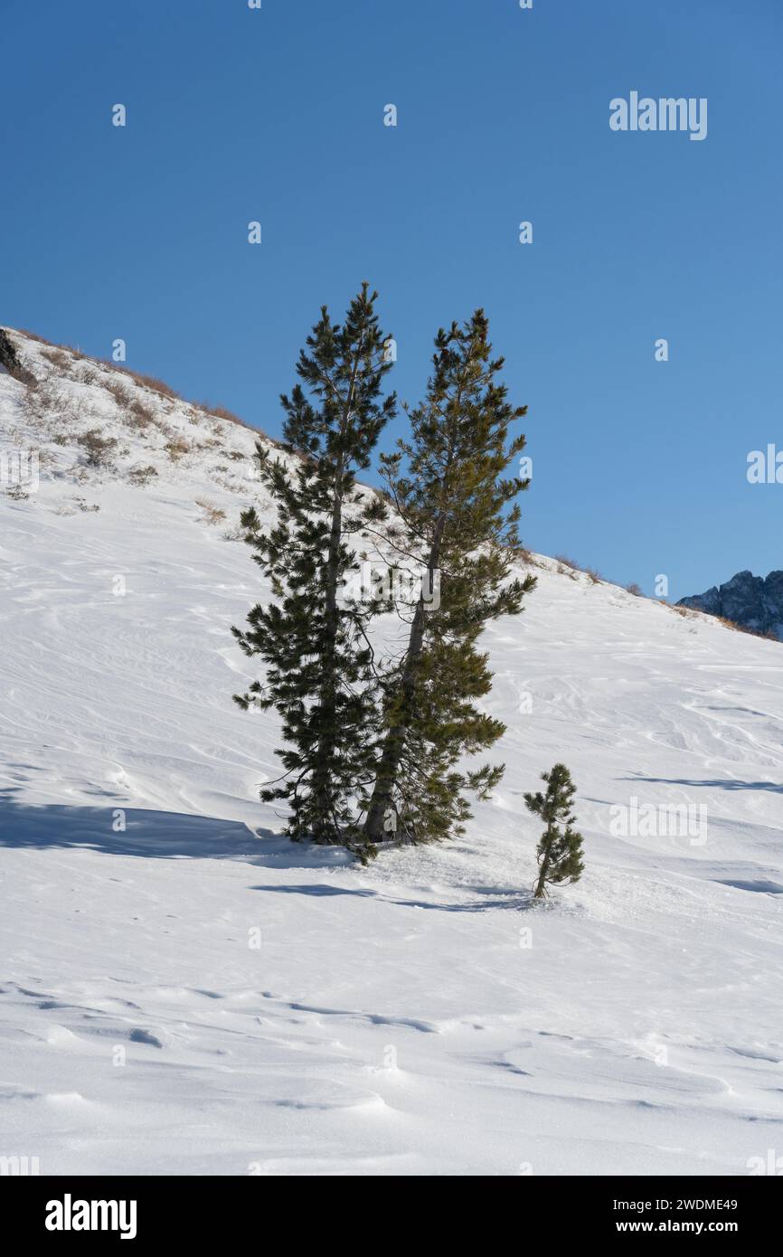 Isolated conifer trees hi-res stock photography and images - Alamy