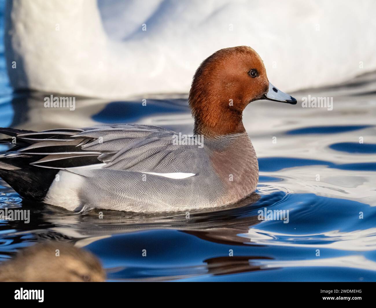 A Wigeon, Anas penelope on Broadwood Loch, Cumbernauld, Scotland, UK ...
