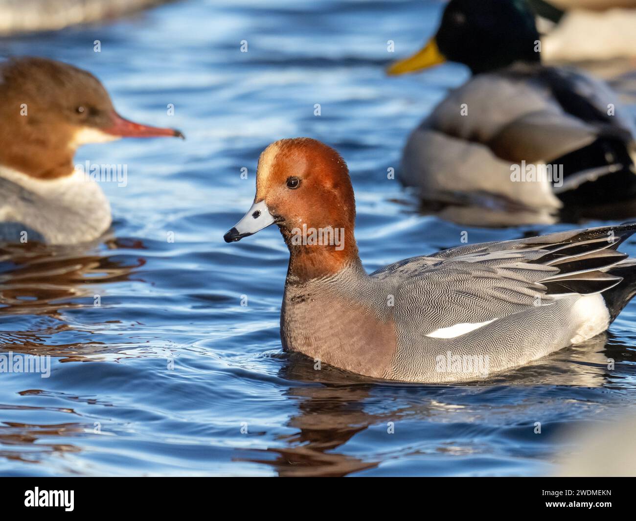 Cumbernauld uk hi-res stock photography and images - Alamy