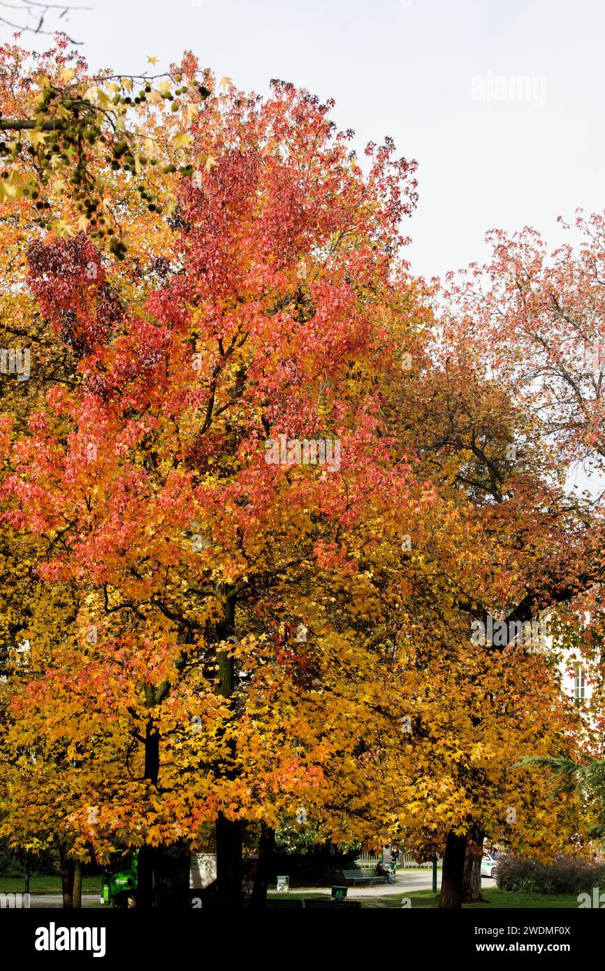 Autumn colours of sweet gum acer trees with spiky seed pods in Giardini ...