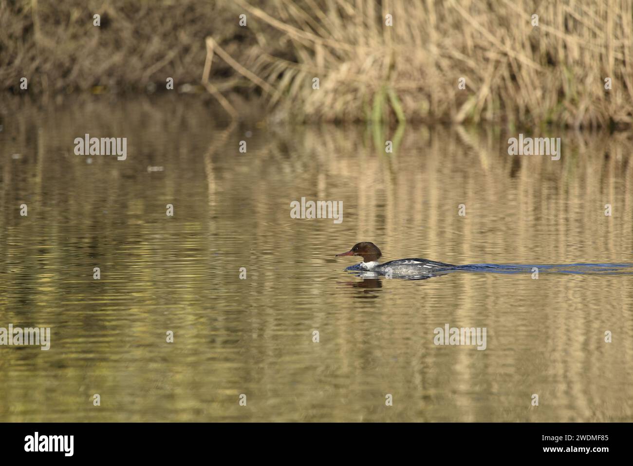 Female Goosander (Mergus merganser) Swimming from Right of Image in ...