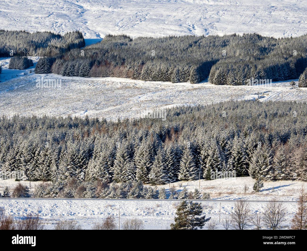 Forestry plantations above Dalwhinnie with on the A9 in Scotland, UK ...