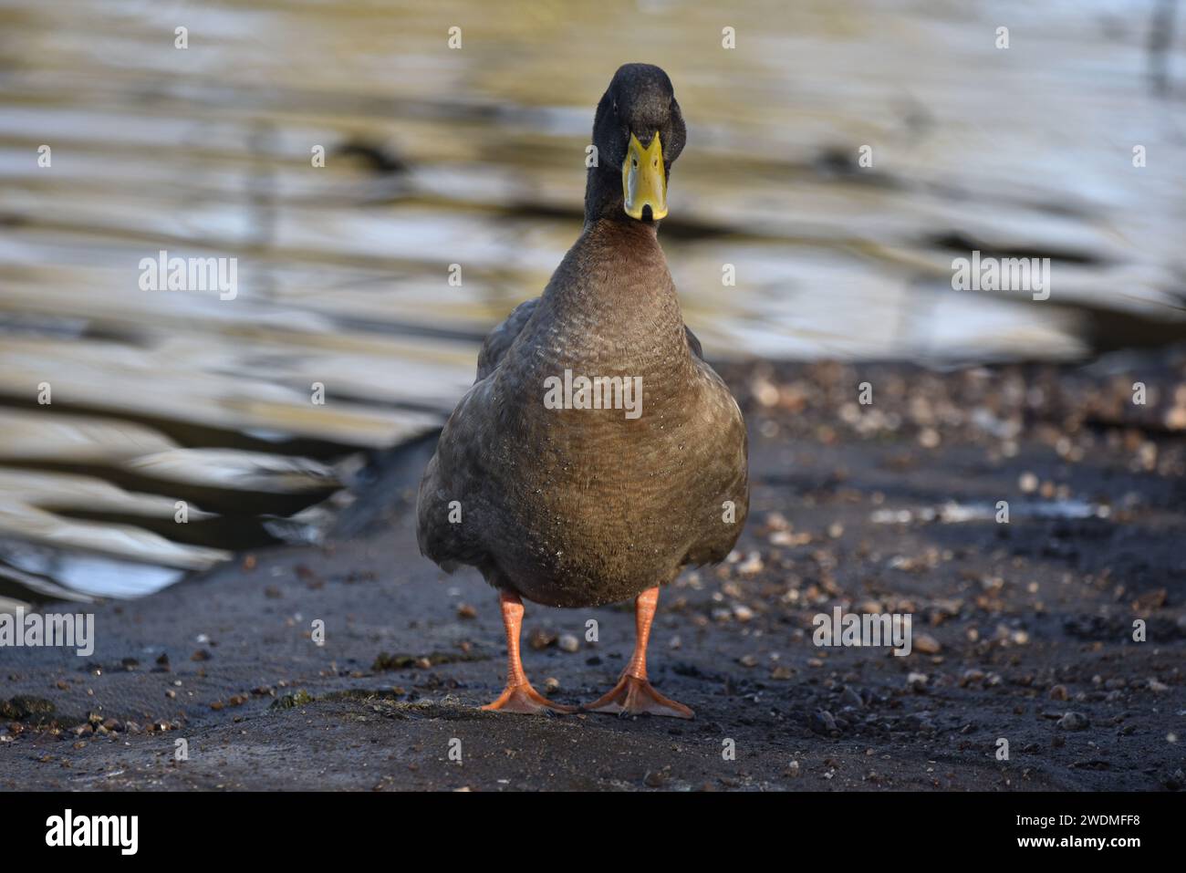 Buff Orpington Duck (Anas platyrhynchos domesticus) Standing on Lake ...