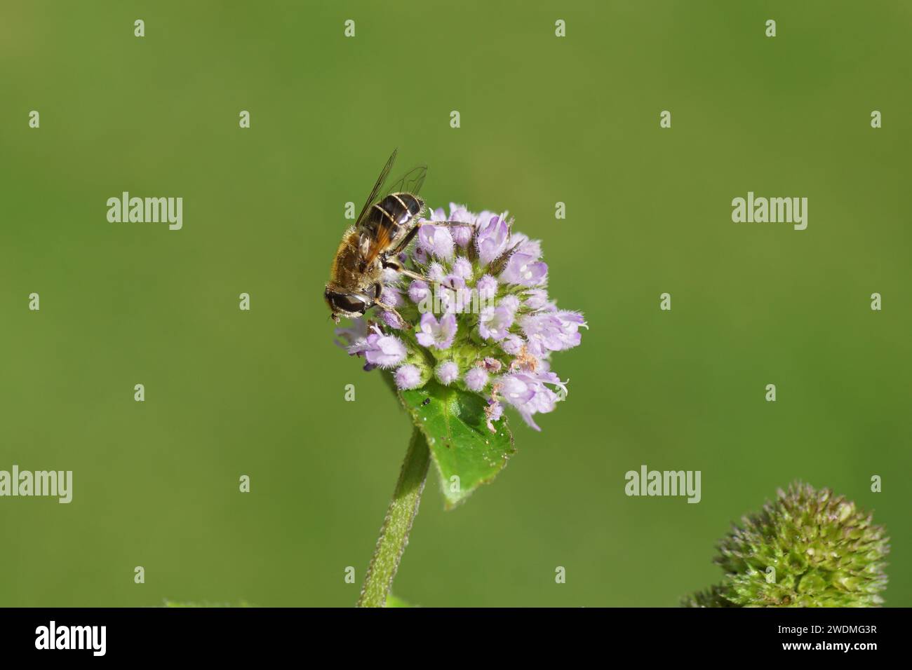 Female drone fly, Eristalis nemorum, family Syrphidae. Flowering water ...