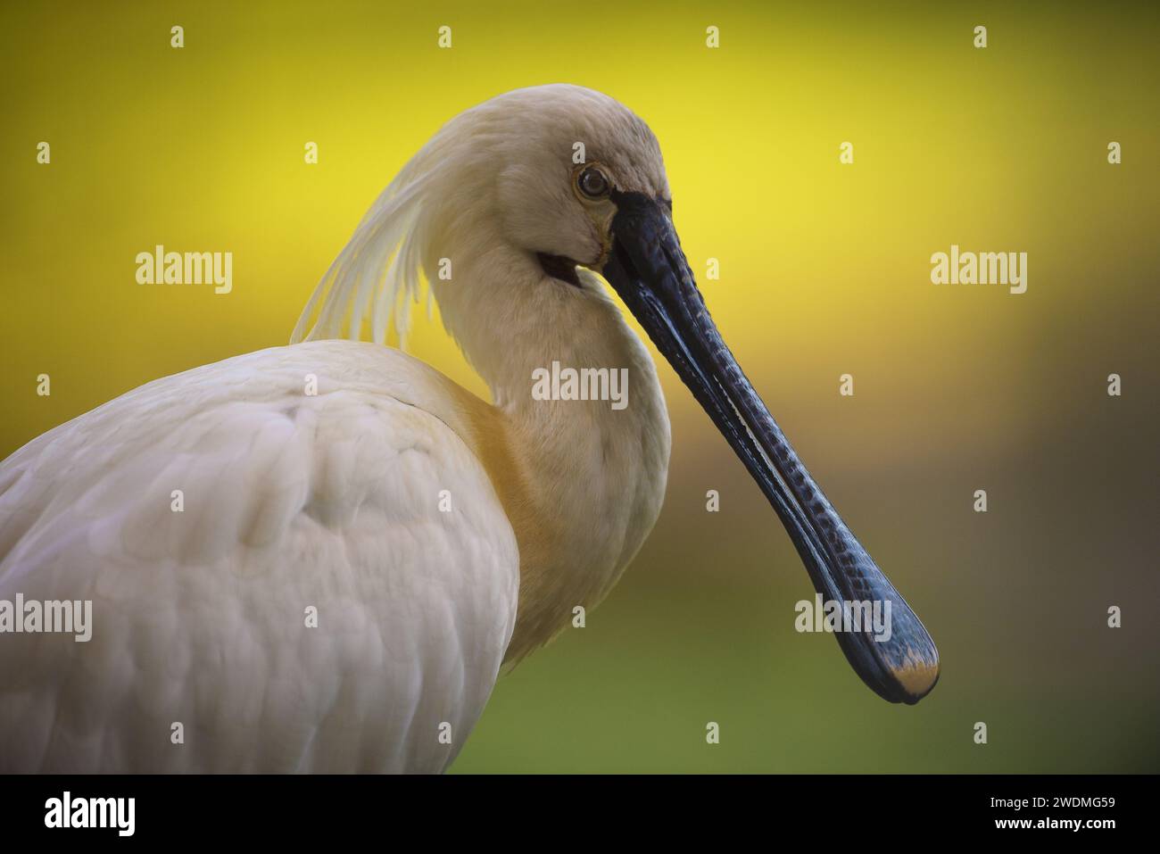 This stunning image showcases a magnificent white bird with an ...