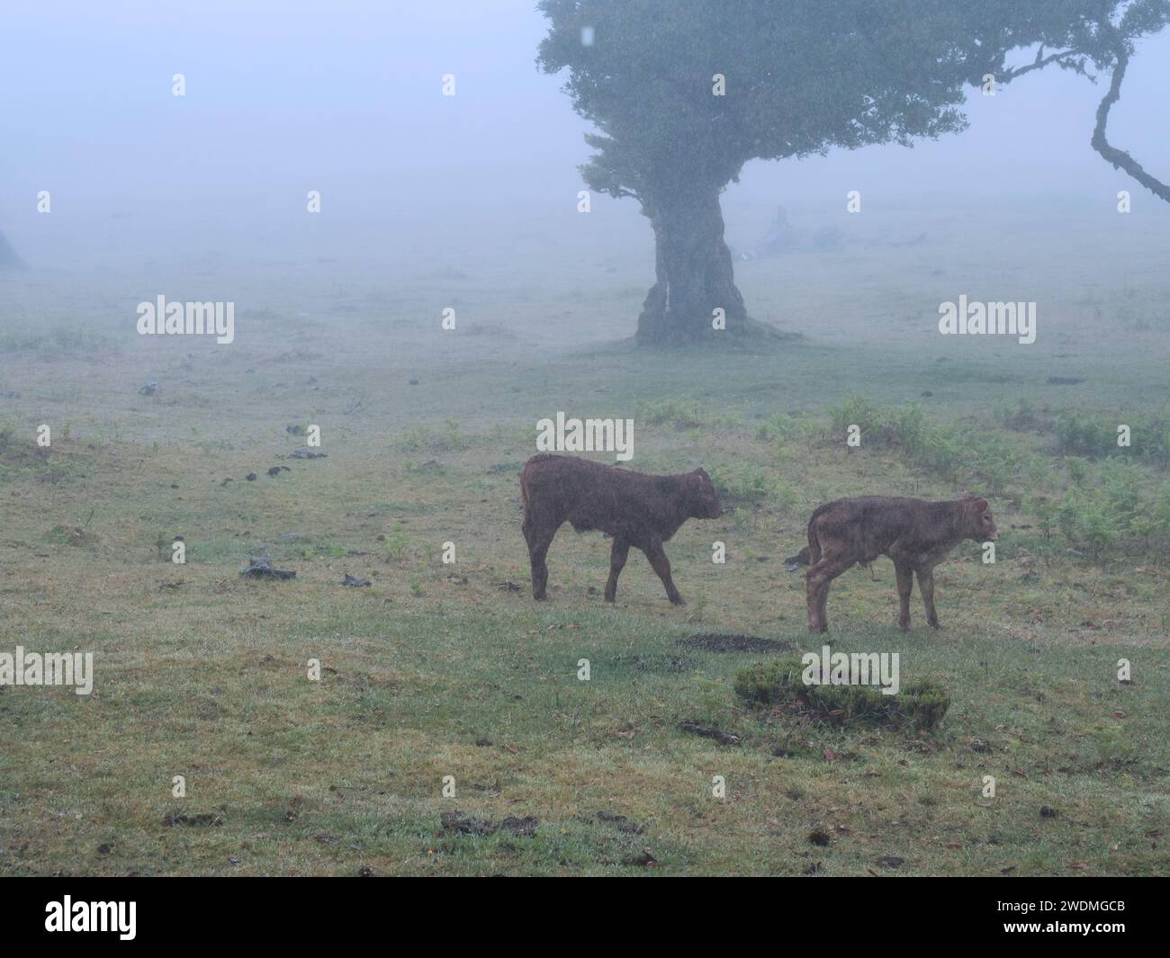 Fanal laurel forest in rain and dense fog with cow calfs and bizarre ...
