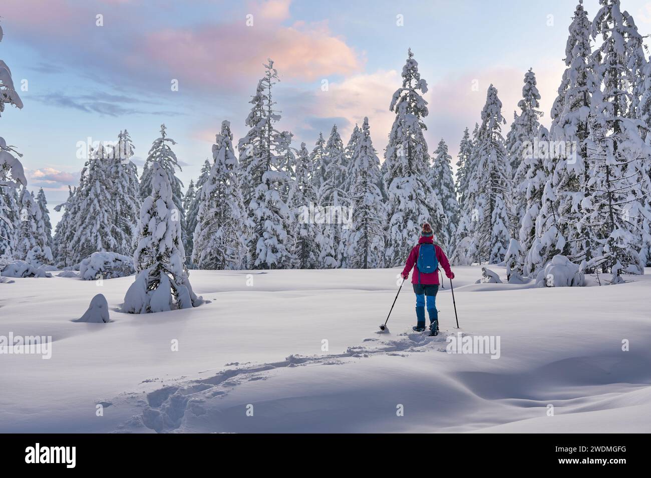 nice and active senior woman hiking with snow shoes in deep powder snow ...