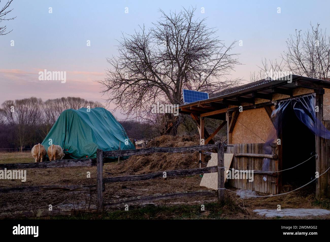 pair of dairy cows eat hay from haystack at dusk outside their shed ...