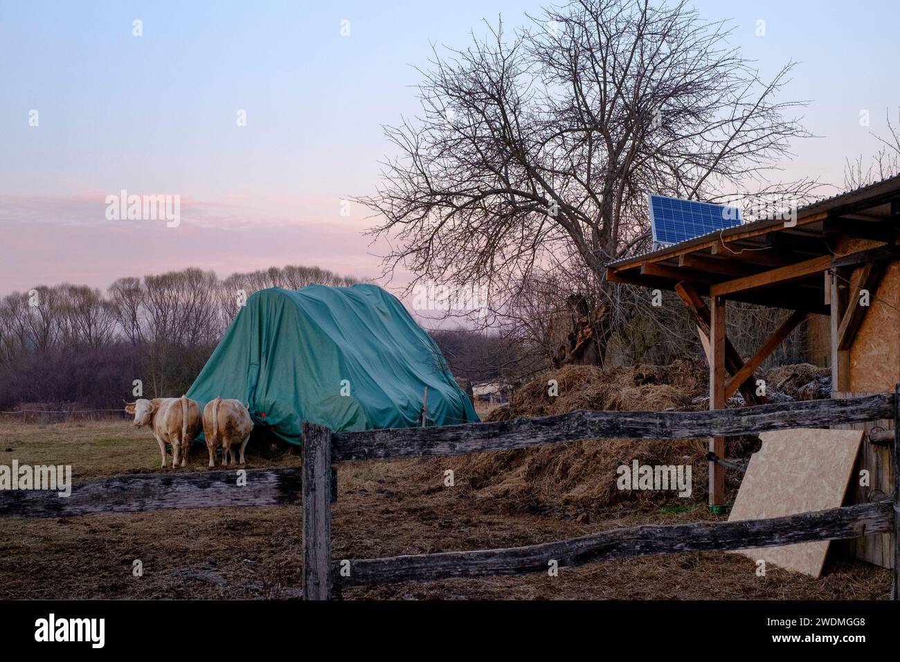 pair of dairy cows eat hay from haystack at dusk outside their shed ...