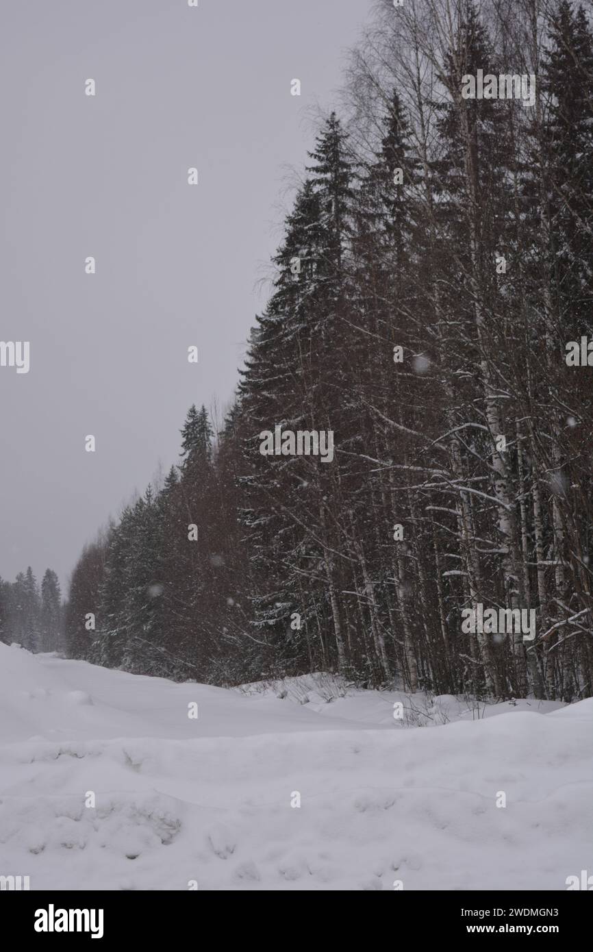 Very beautiful winter landscape, real big pine trees, fir trees ...