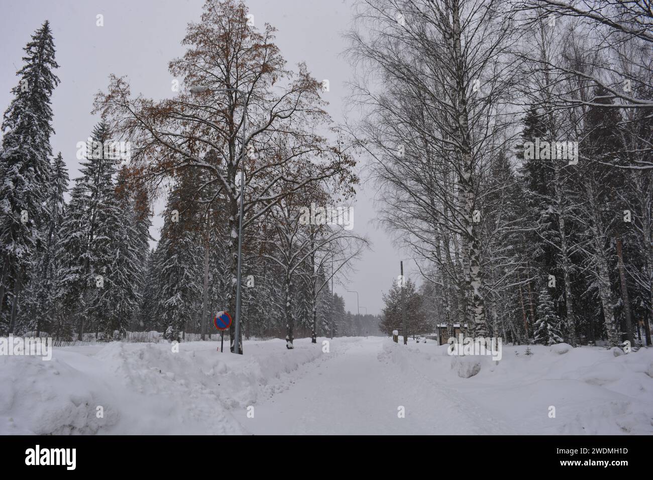 Very beautiful winter landscape, real big pine trees, fir trees ...