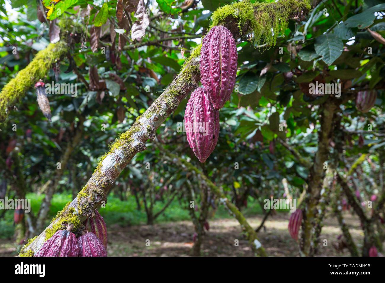 cacao growing on a tree of cacao in Ecuador, South America Stock Photo ...