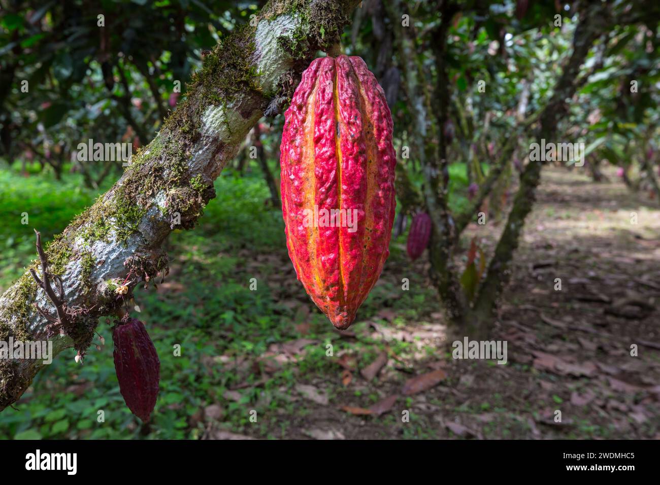 cacao growing on a tree of cacao in Ecuador, South America Stock Photo ...
