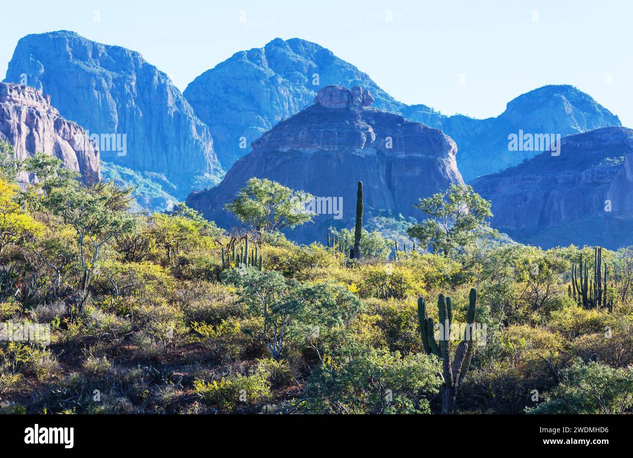 Cactus fields in Mexico, Baja California Stock Photo - Alamy