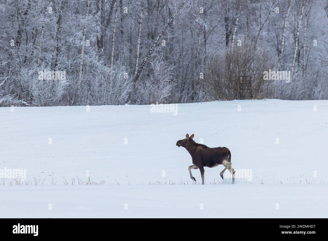 Alaska bull moose fighting hi-res stock photography and images - Alamy