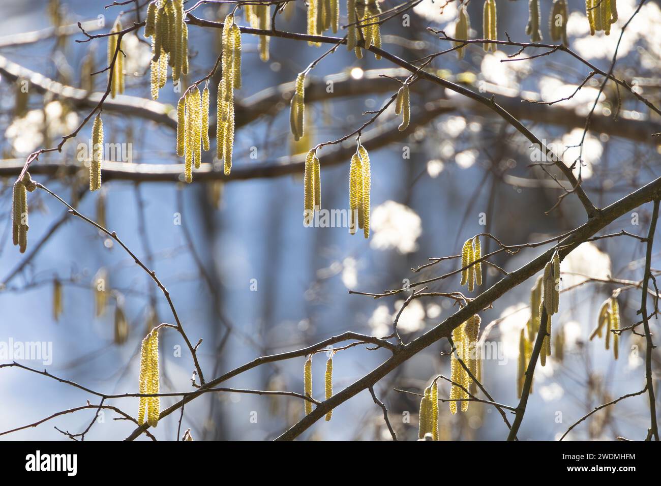 Antihistaminika hi-res stock photography and images - Alamy