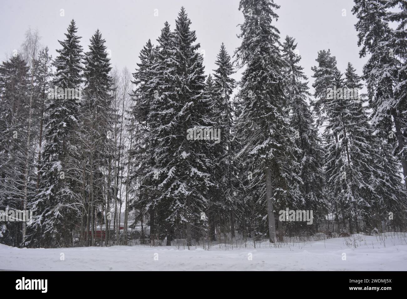 Very beautiful winter landscape, real big pine trees, fir trees ...