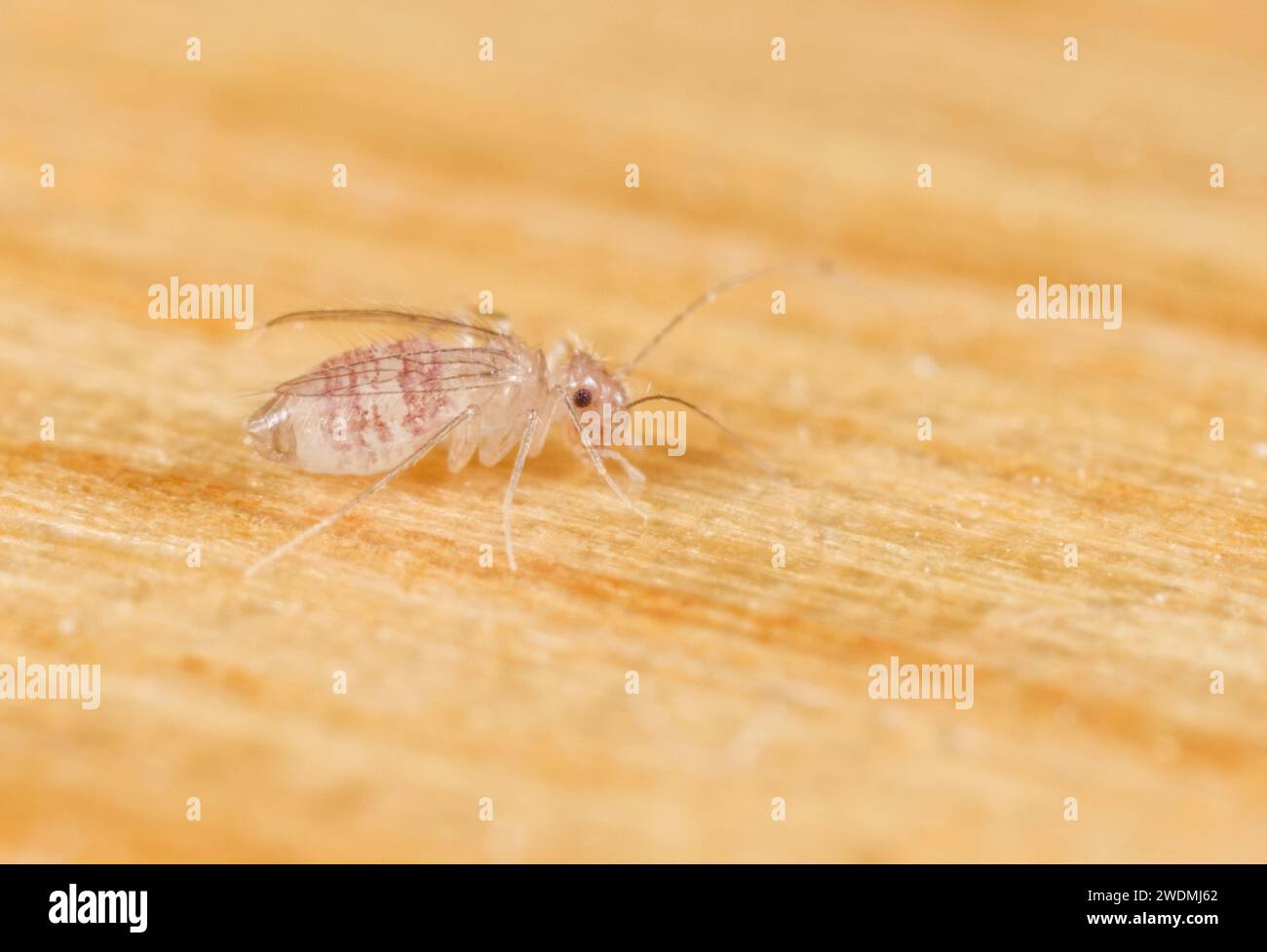 Booklice hi-res stock photography and images - Alamy