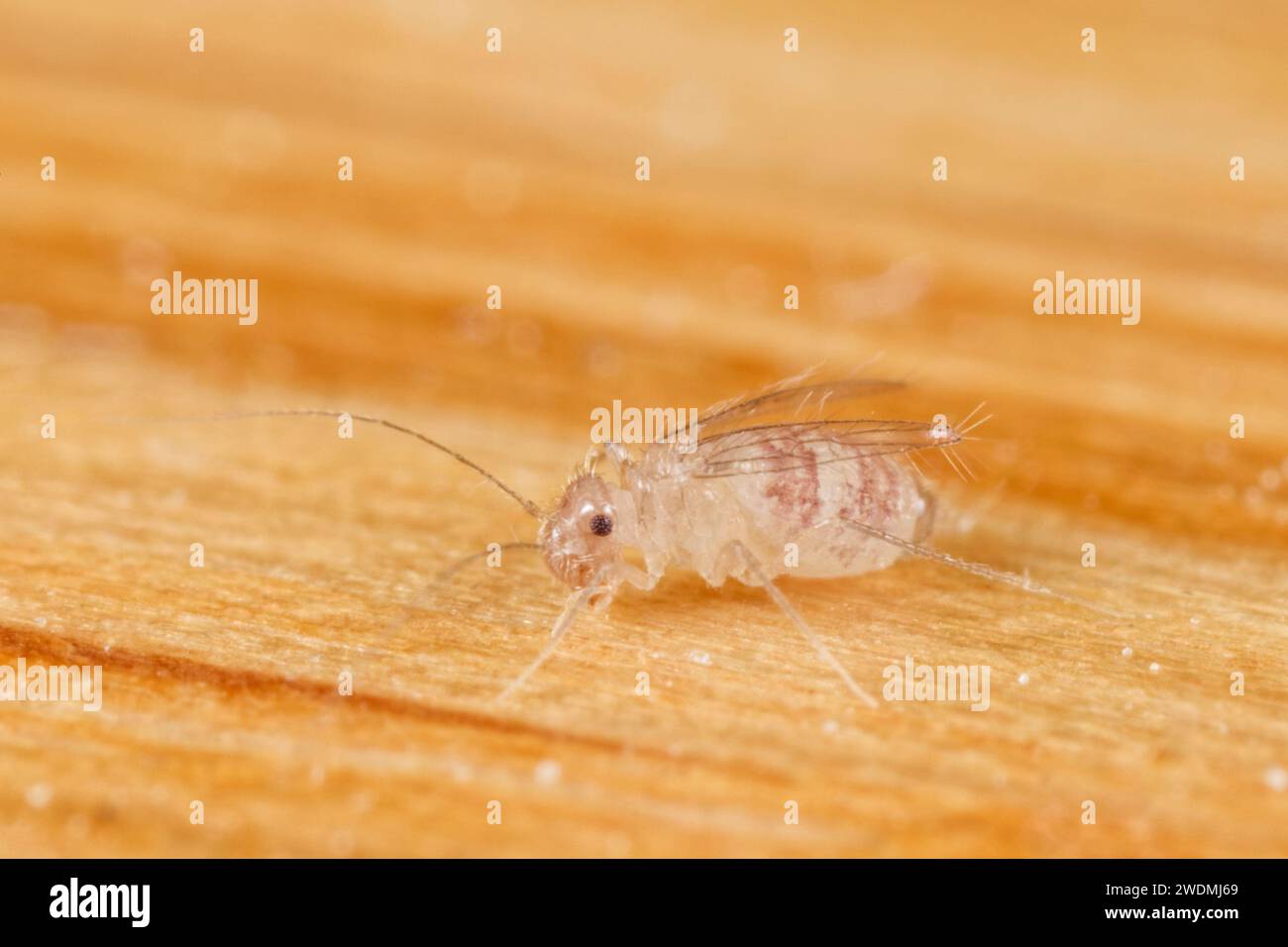 Booklice hi-res stock photography and images - Alamy