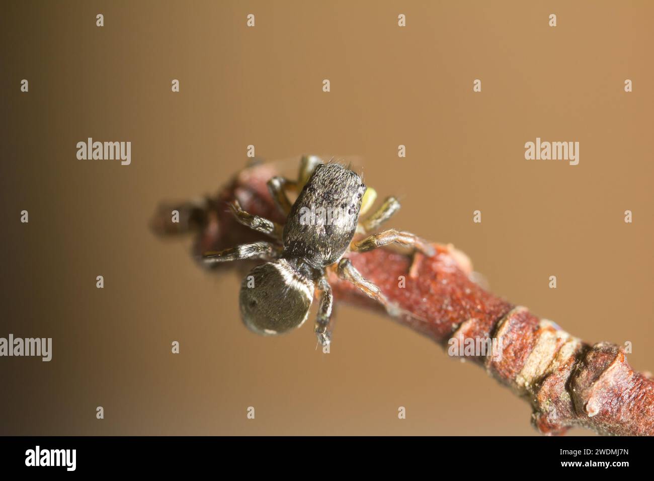 Jumping spider (Heliophanus dubius Stock Photo - Alamy
