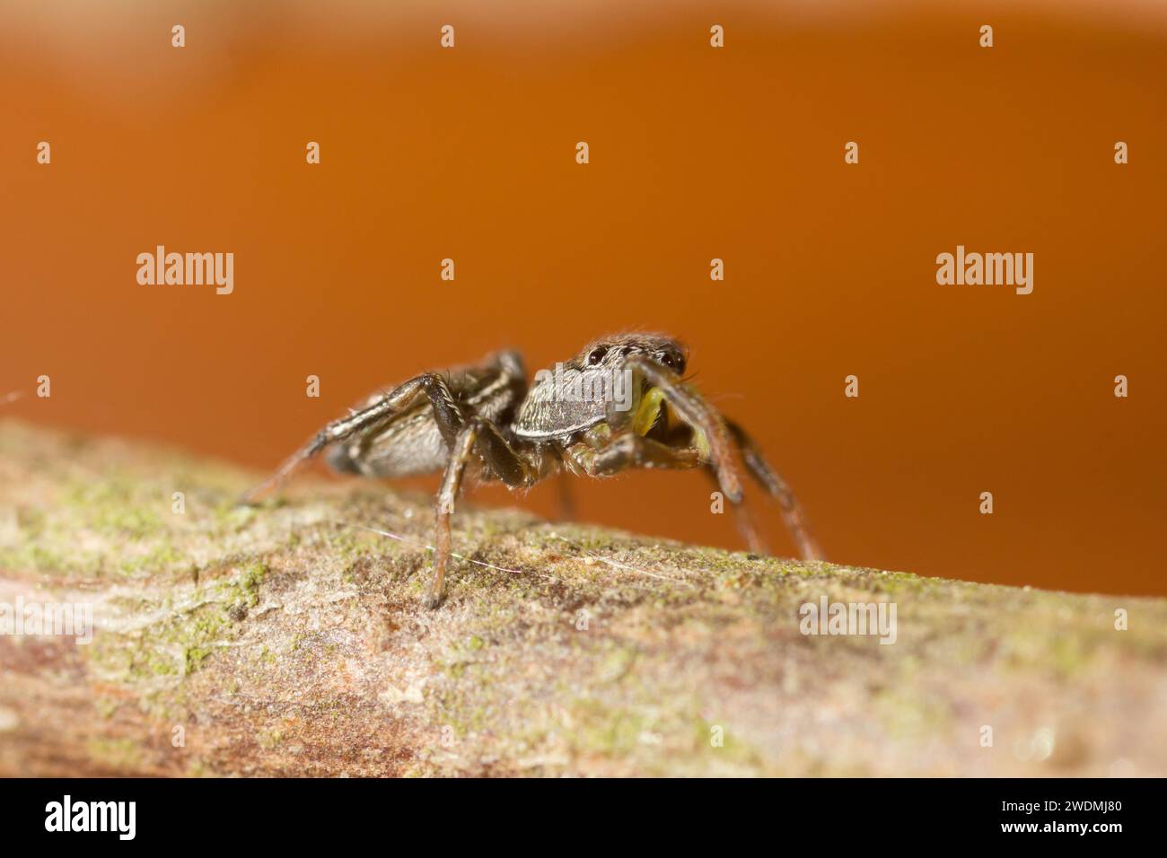 Jumping spider (Heliophanus dubius Stock Photo - Alamy