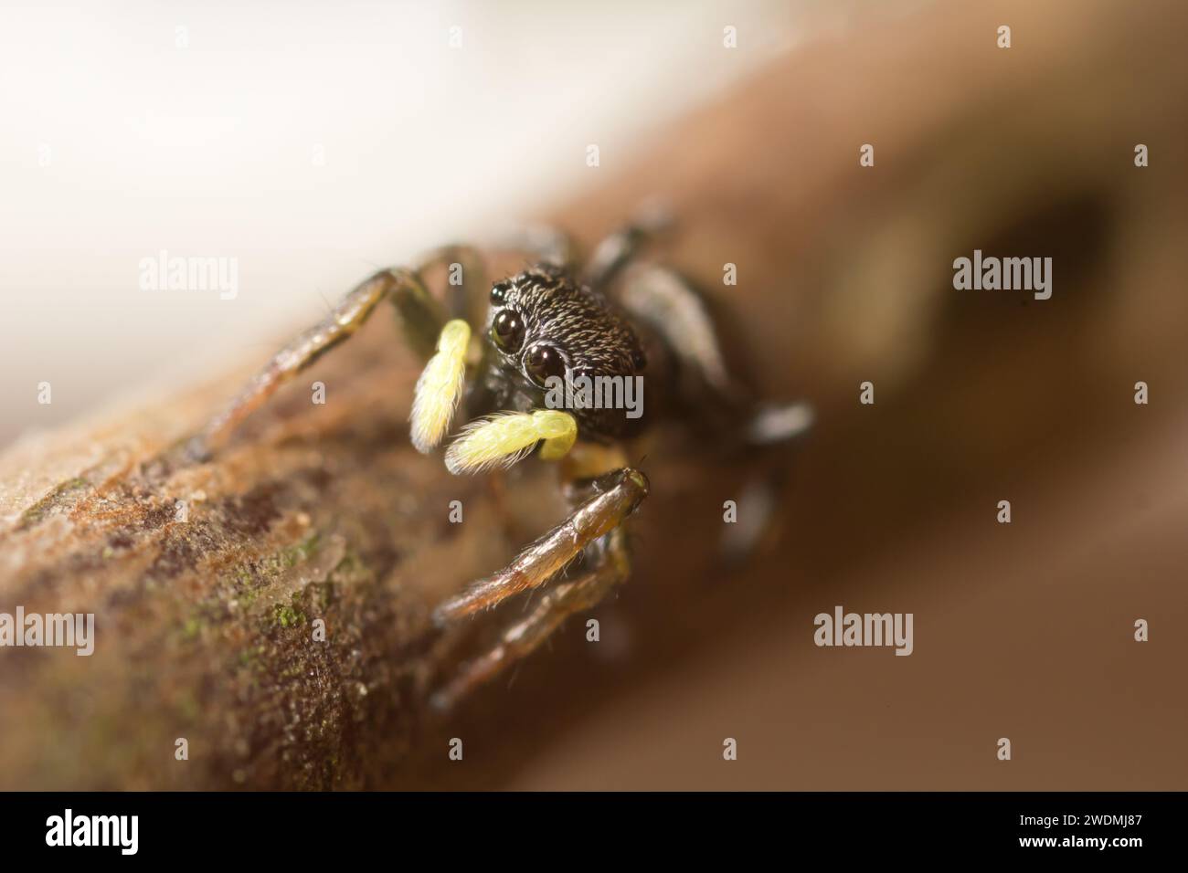 Jumping spider (Heliophanus dubius Stock Photo - Alamy