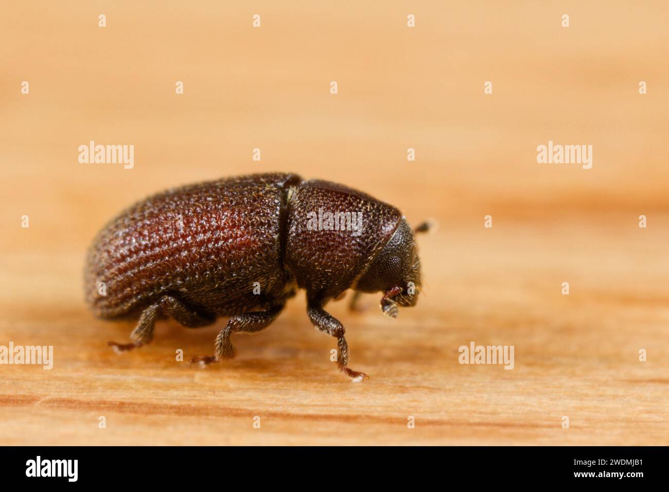 Bark beetle (Hylurgops palliatus Stock Photo - Alamy